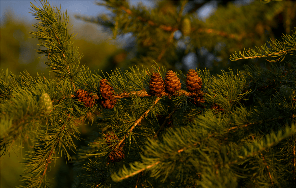 How To Get Pine Sap Out Of Clothing With Branch Basics